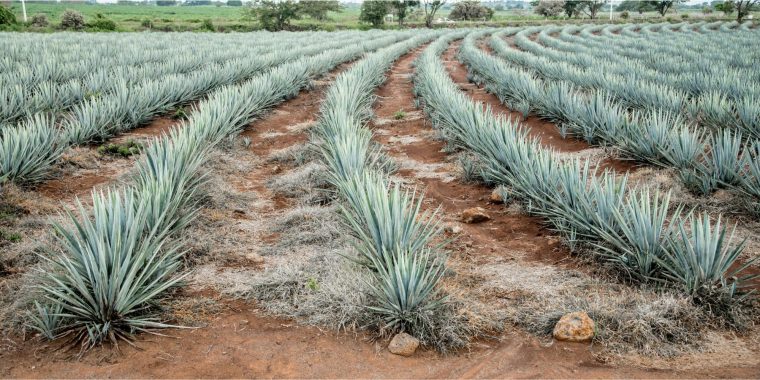 Tequila Production Explained: What It's Made From & How It's Crafted