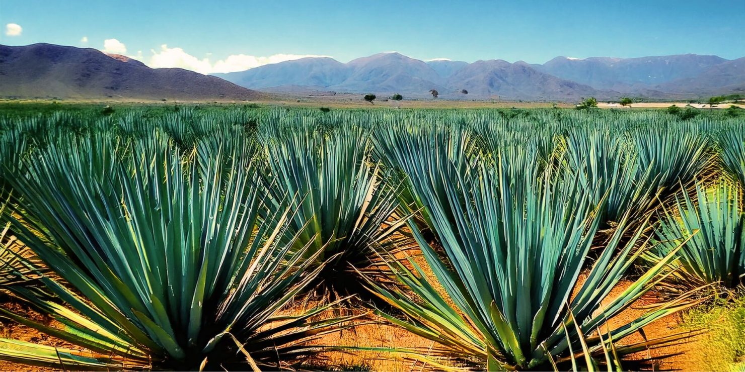 How to Drink Sotol: Everything You Need to Know About Sotol