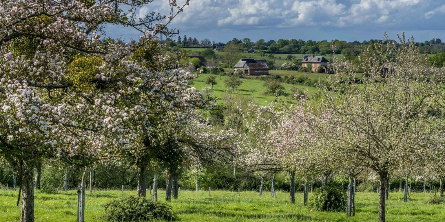 What Is Calvados? Apple Brandy Explained