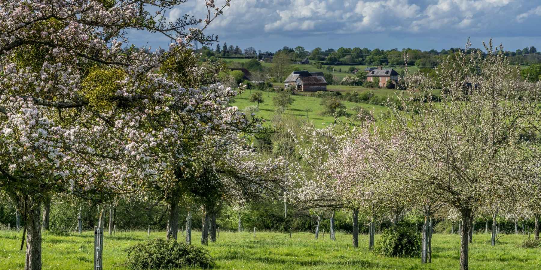 What Is Calvados? Apple Brandy Explained