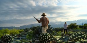 Tequila Production Explained: What It's Made From & How It's Crafted