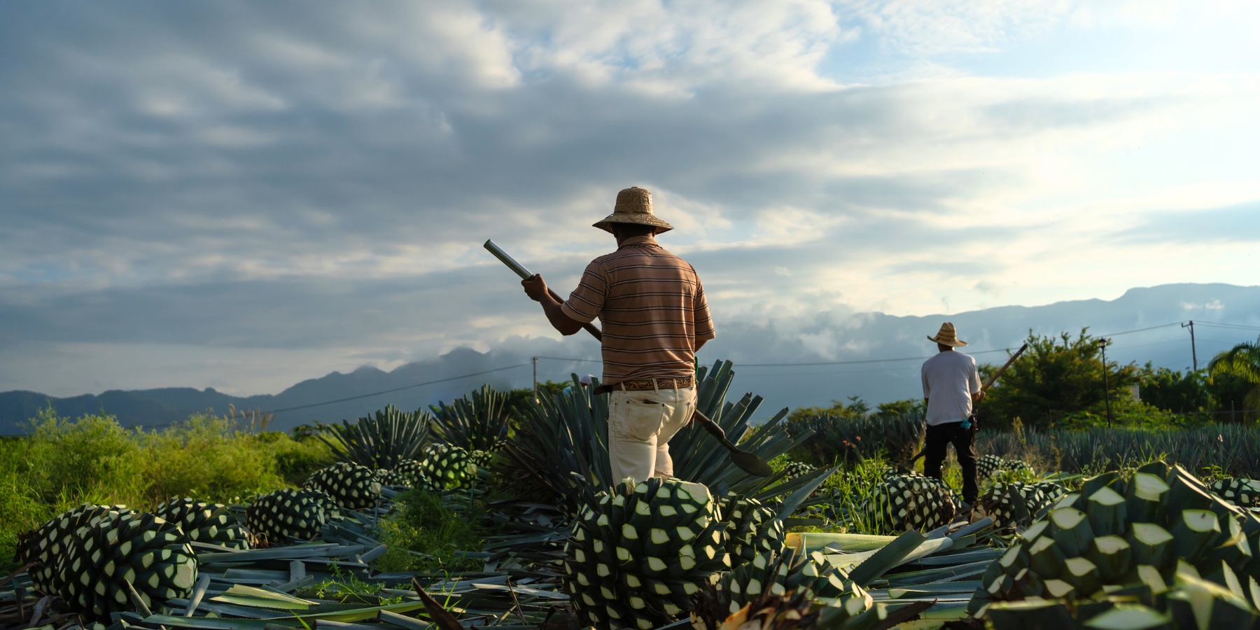 Tequila Production Explained: What It's Made From & How It's Crafted