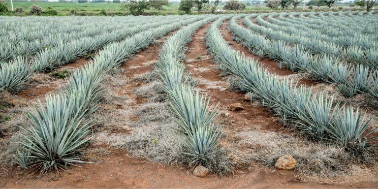 Types of Tequila Explained: Blanco, Reposado, Añejo & More