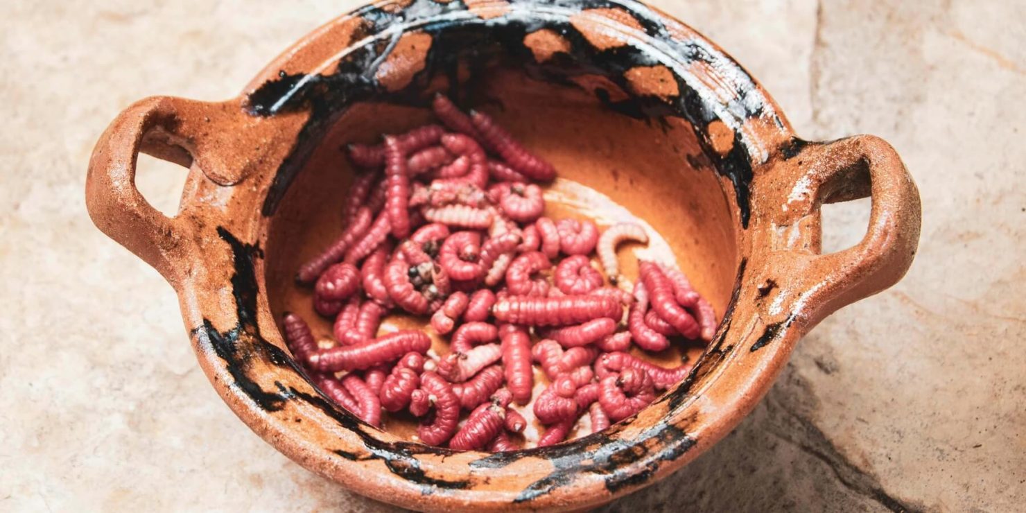 Tequila Worm Myth: The Truth About Worms in Bottles of Mezcal